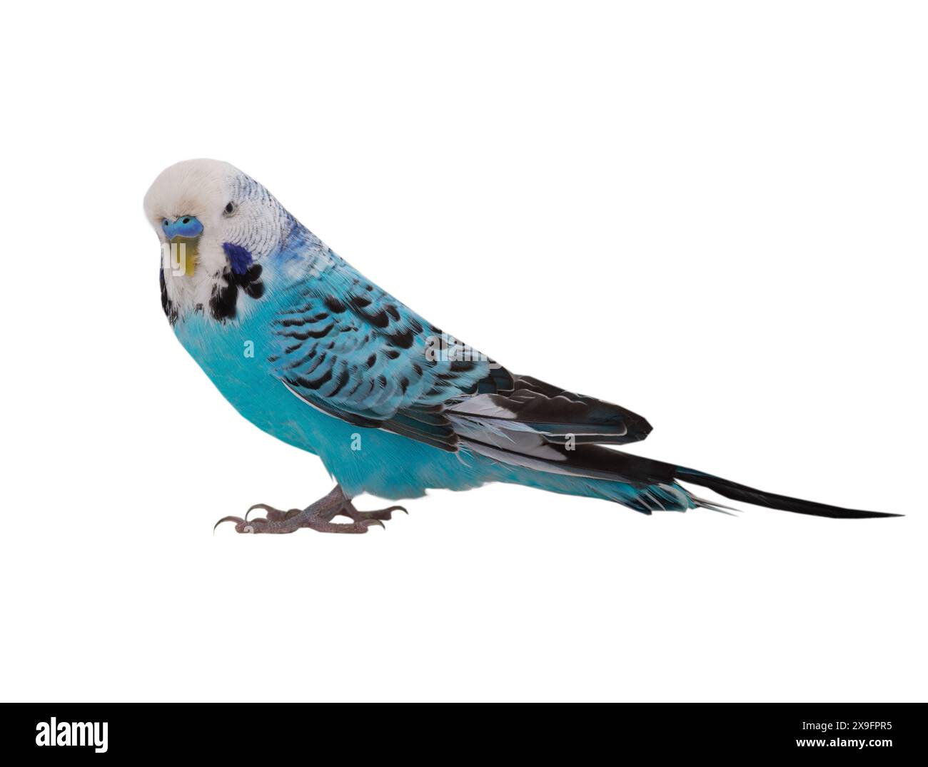blue budgie isolated on white background Stock Photo - Alamy
