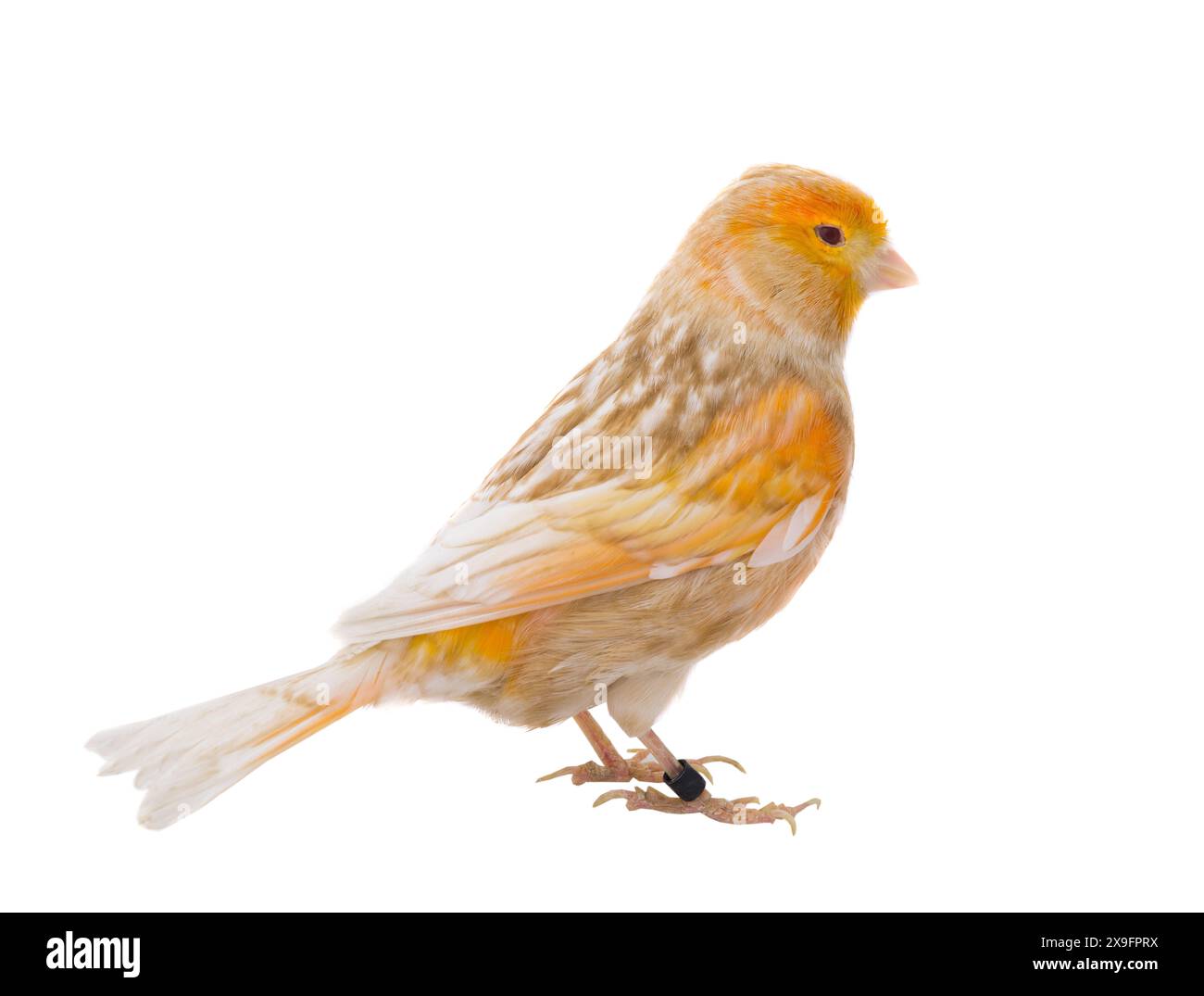 feo canary isolated on a white background Stock Photo - Alamy