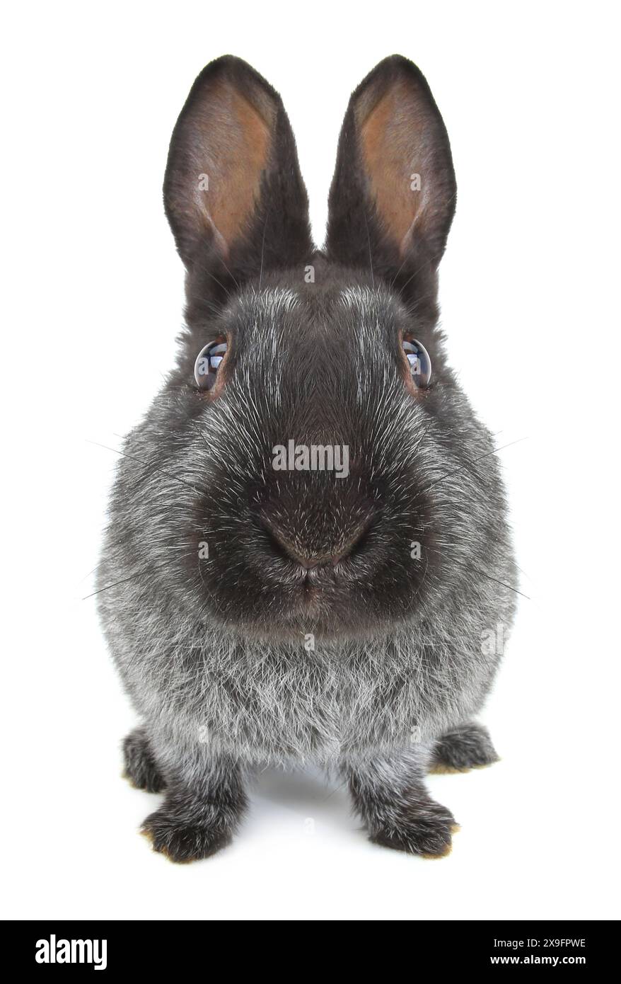 Beige rabbit Cut Out Stock Images & Pictures - Alamy