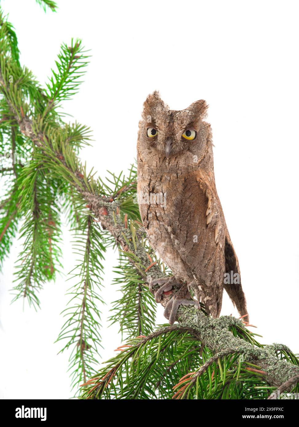 Little owl in fir tree hi-res stock photography and images - Alamy