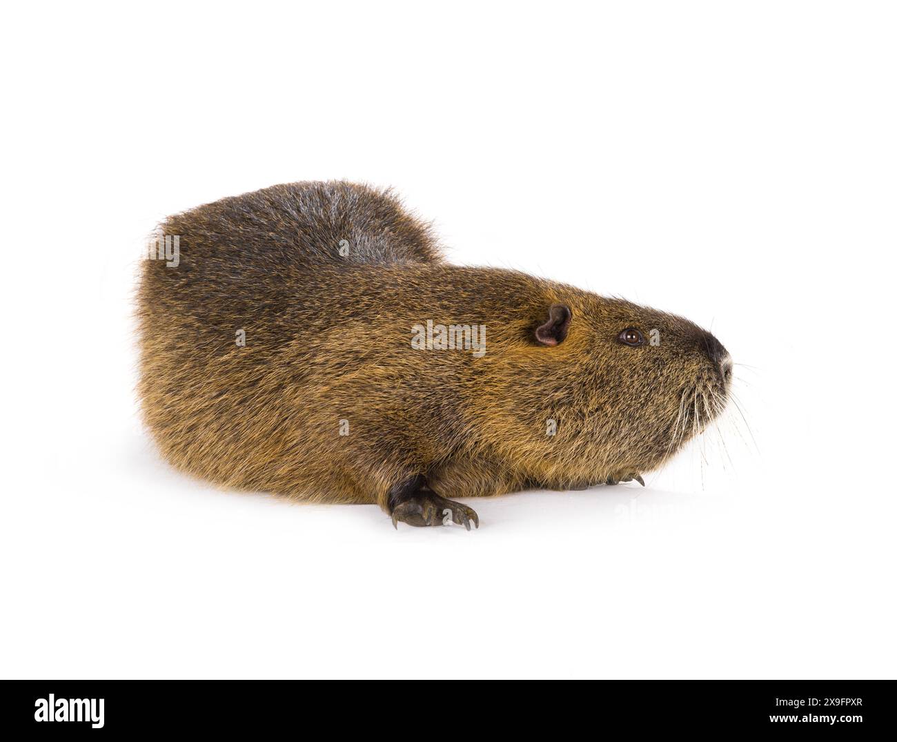 Coypu (Myocastor coypus) aka river rat or nutria mammal animal isolated ...