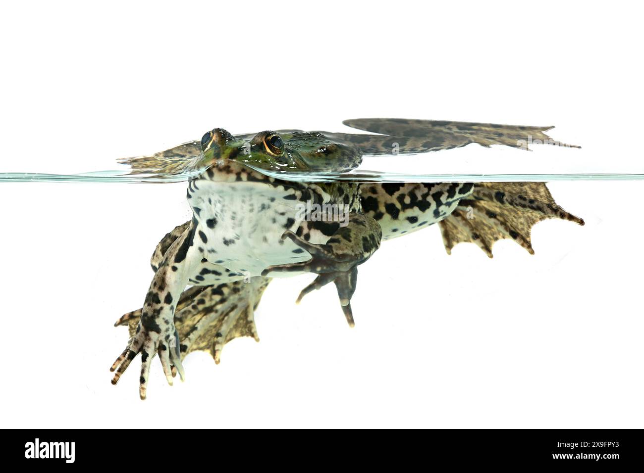 Wild water in small Cut Out Stock Images & Pictures - Alamy