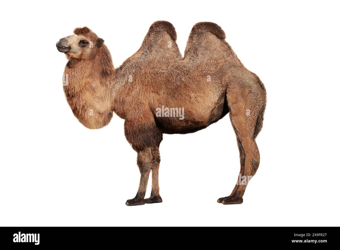 Camel sun view Cut Out Stock Images & Pictures - Alamy