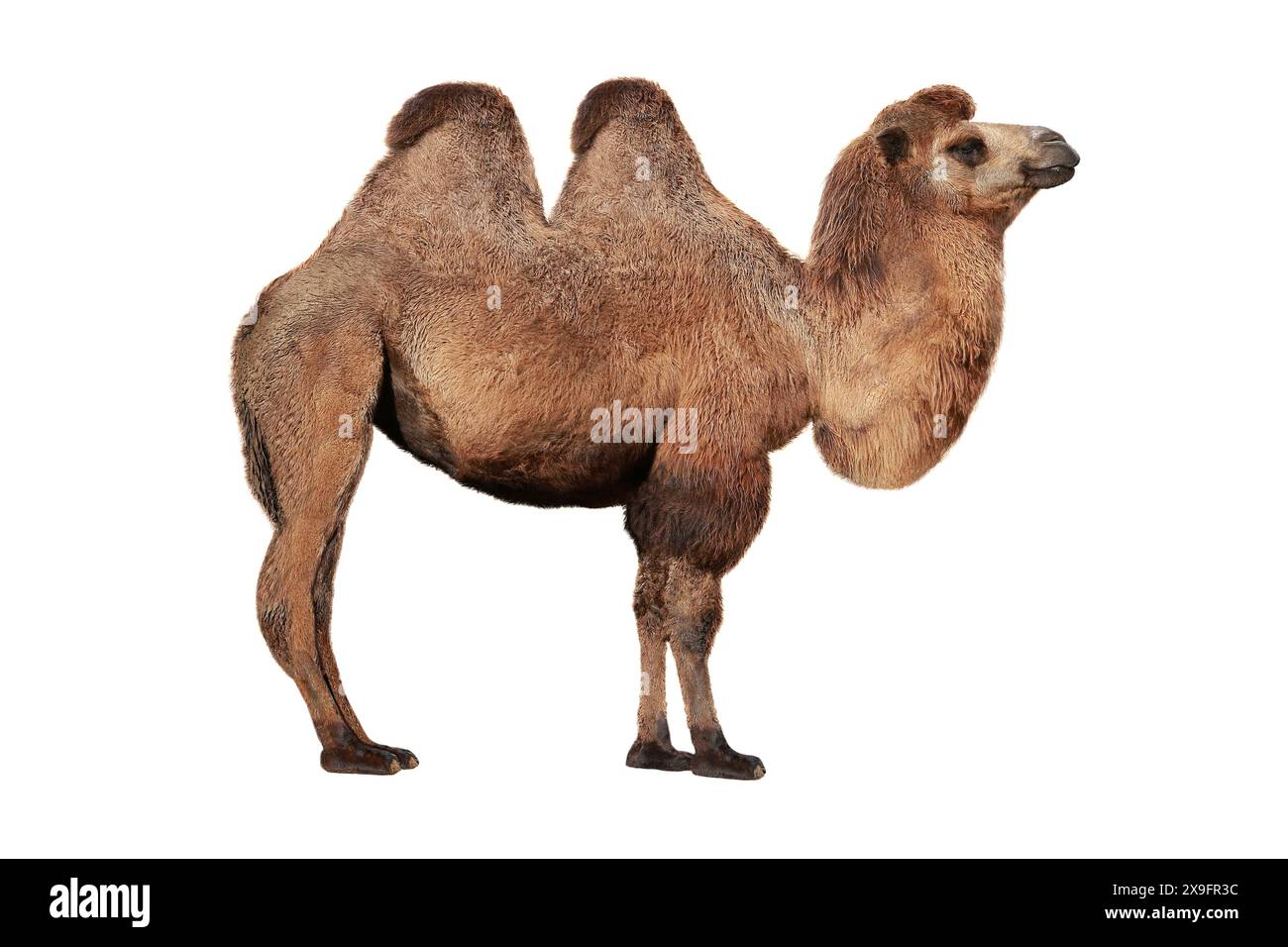 camel on a white background Stock Photo - Alamy