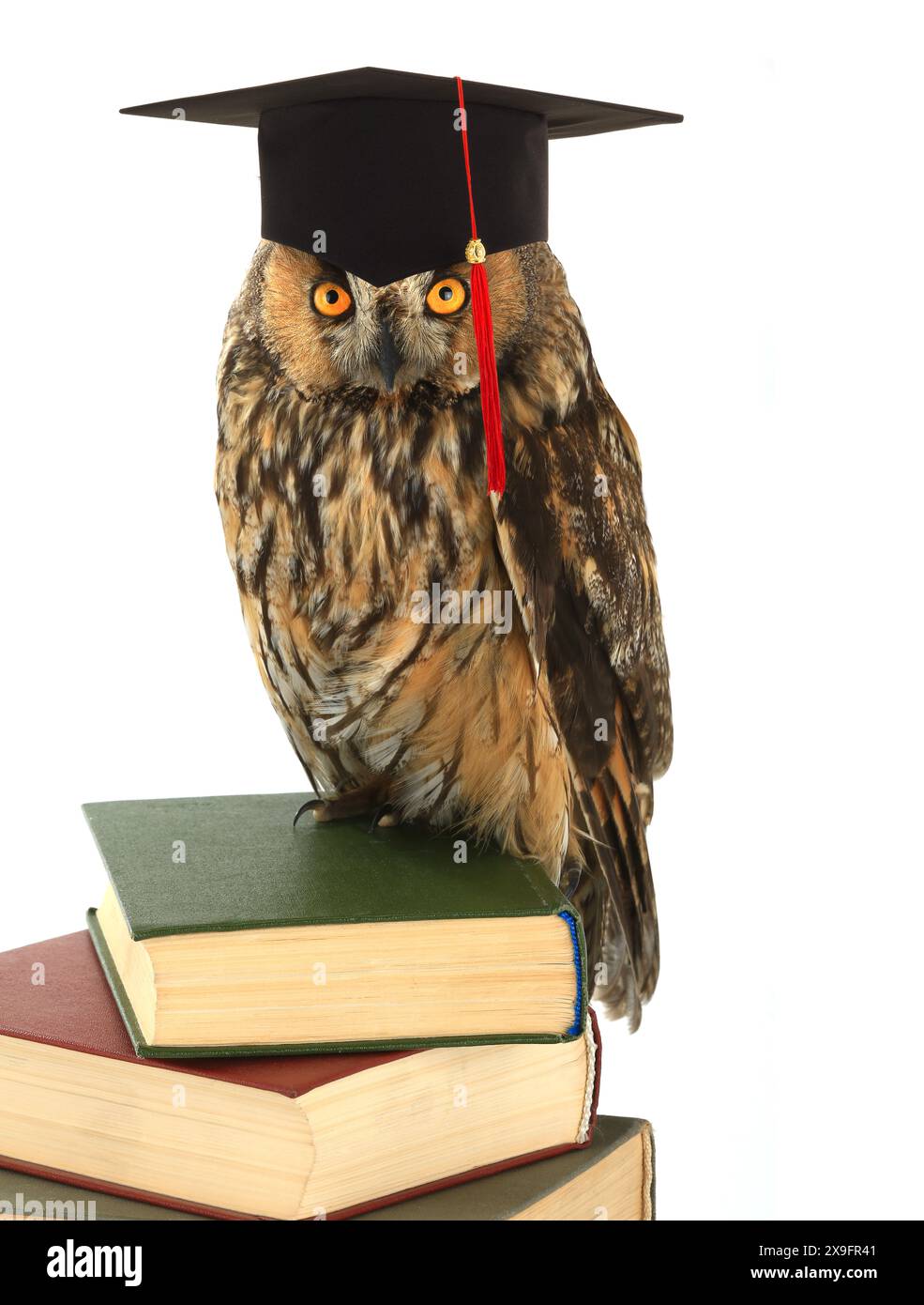 Square academic cap graduate hi-res stock photography and images - Alamy