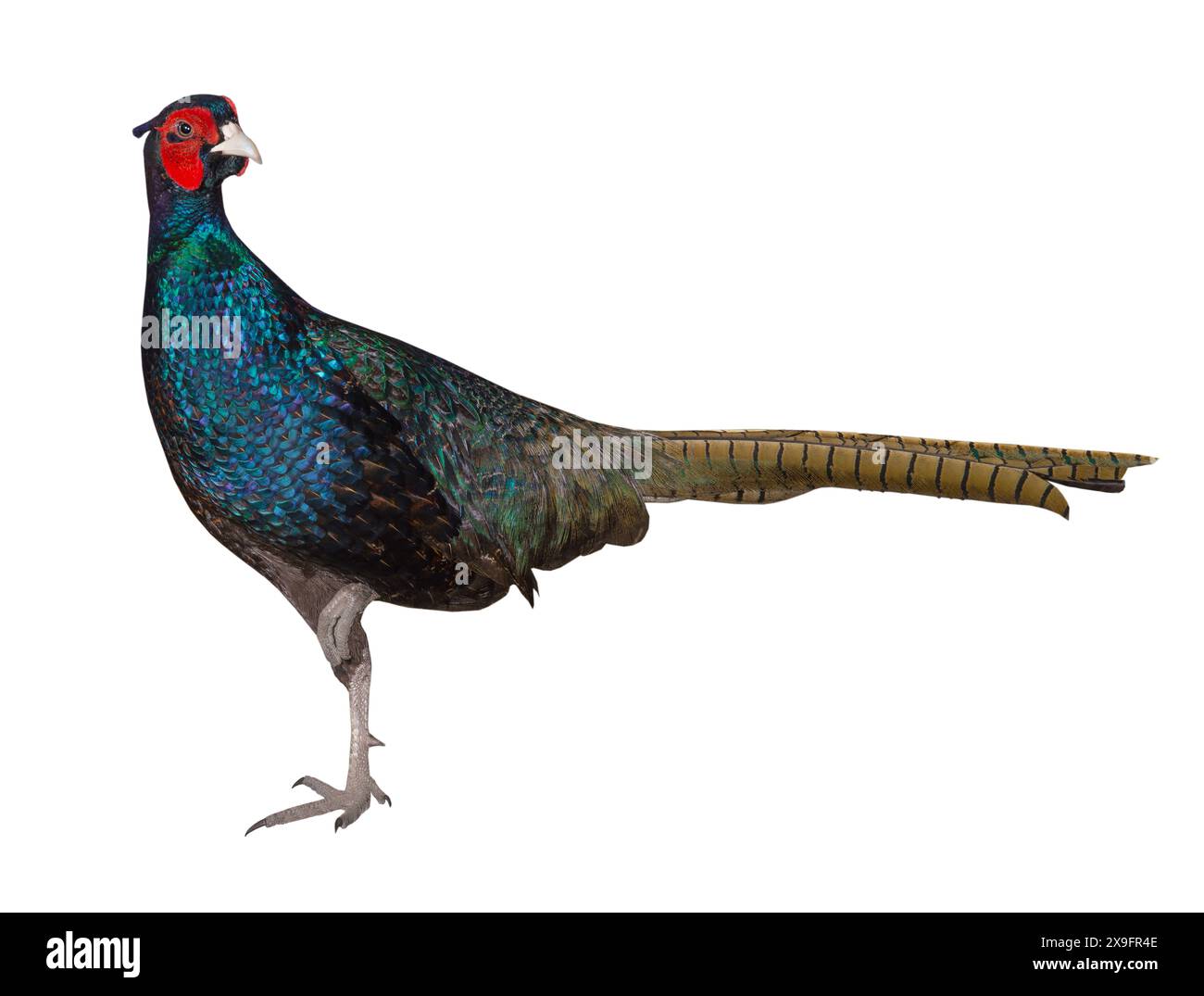 Japanese pheasant Cut Out Stock Images & Pictures - Alamy