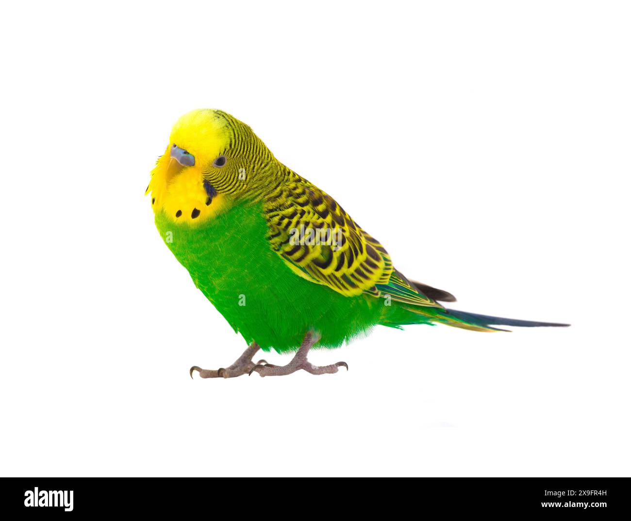 green budgie isolated on white background Stock Photo - Alamy