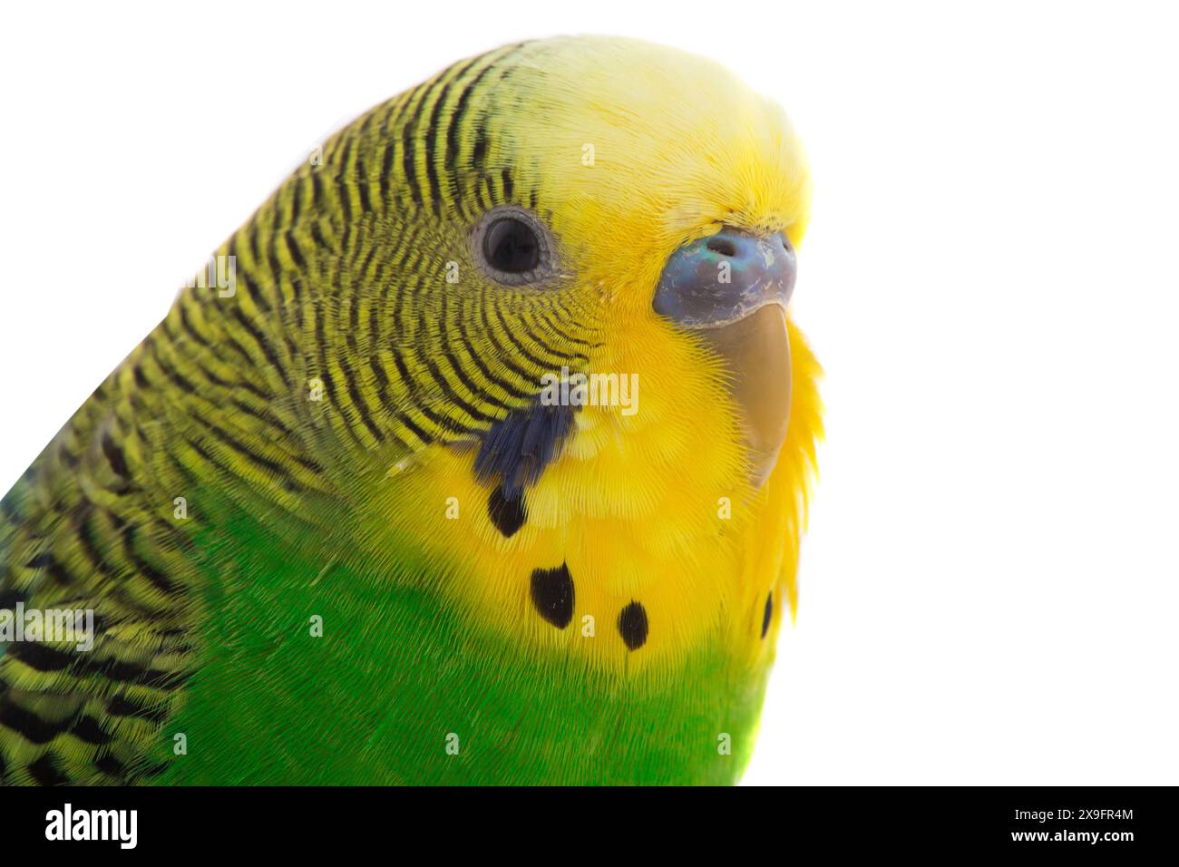 yellow budgie isolated on white background Stock Photo - Alamy