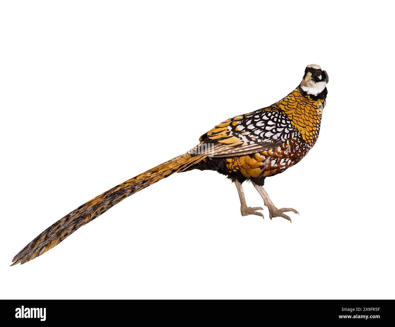 royal pheasant on a white background Stock Photo - Alamy