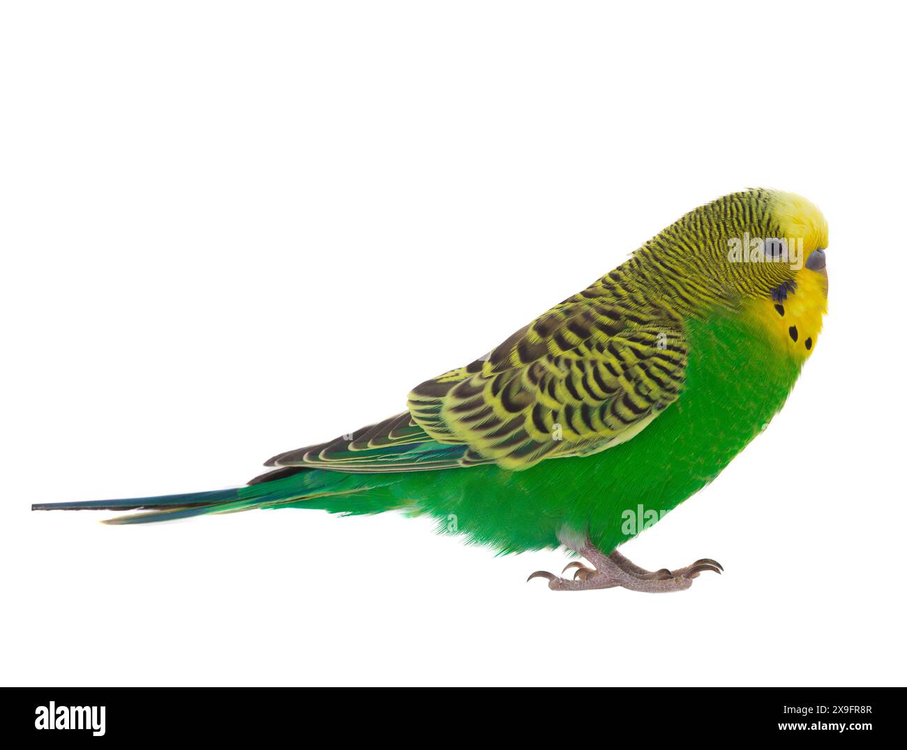 green budgie isolated on white background Stock Photo - Alamy