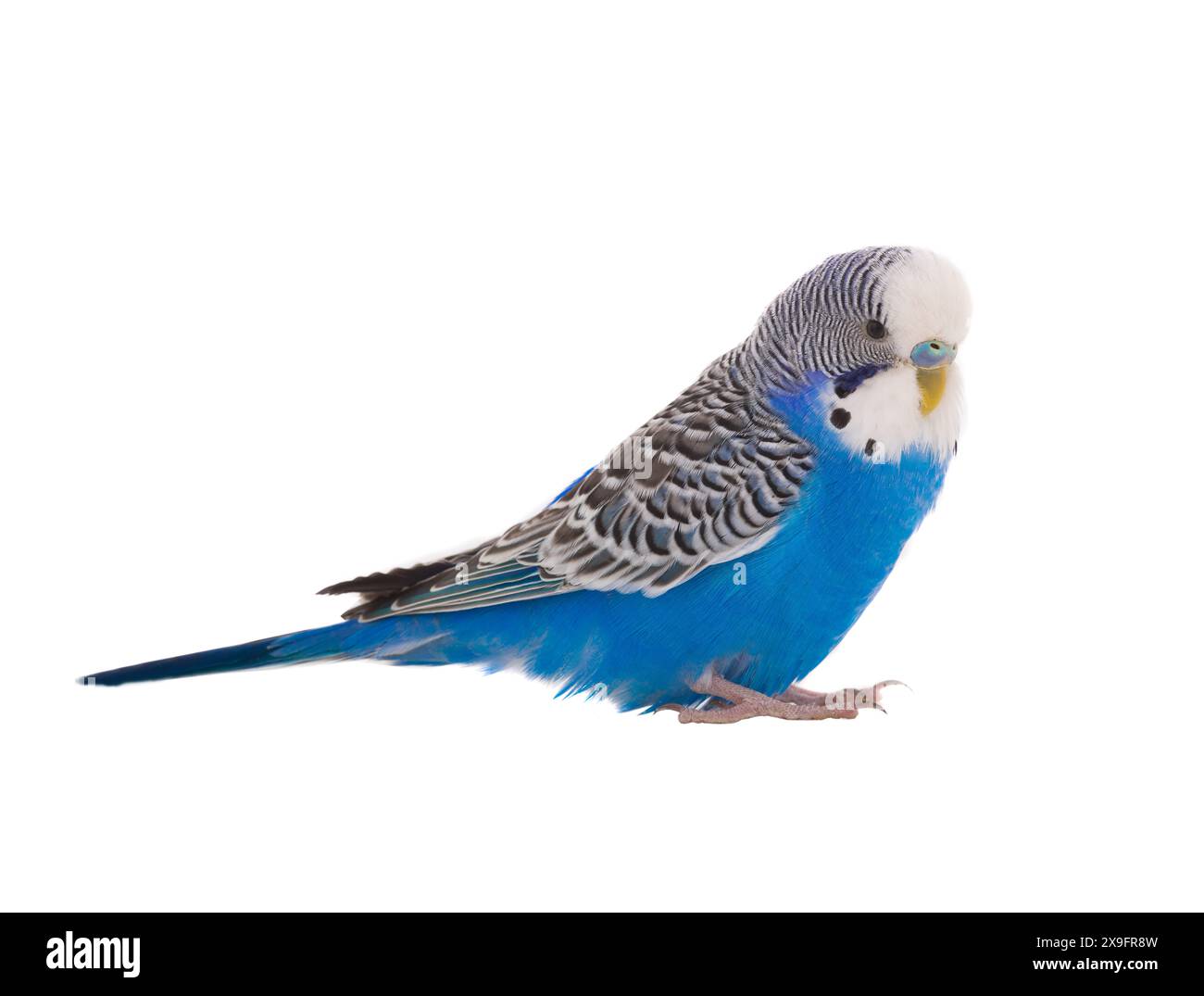 blue budgie isolated on white background Stock Photo - Alamy
