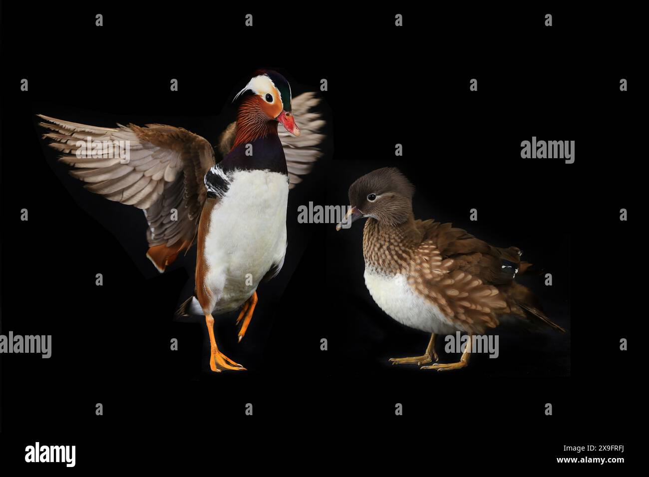 two mandarin duck on a black background Stock Photo - Alamy