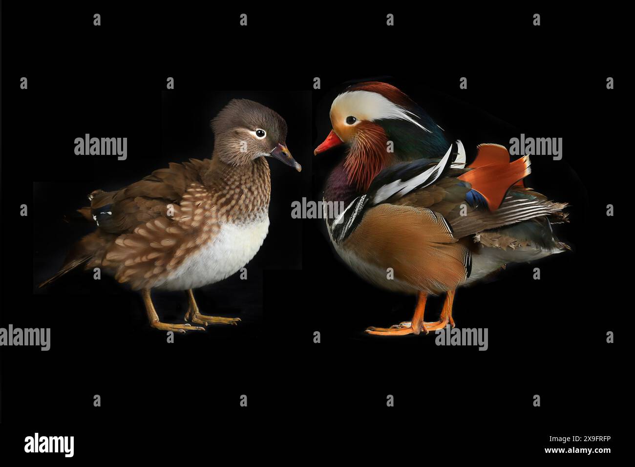 two mandarin duck on a black background Stock Photo - Alamy