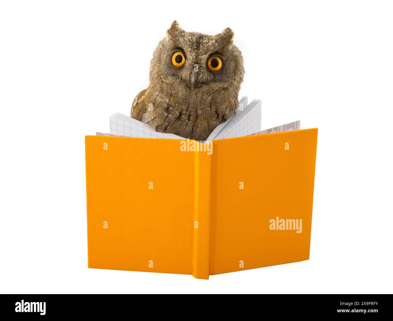 owl and book on a white background Stock Photo - Alamy