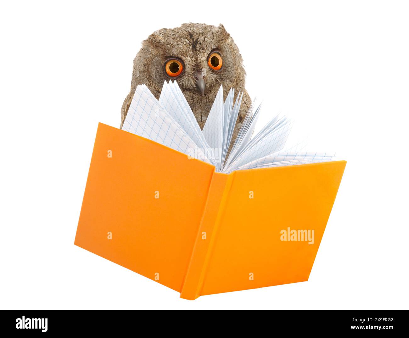 owl and book on a white background Stock Photo - Alamy