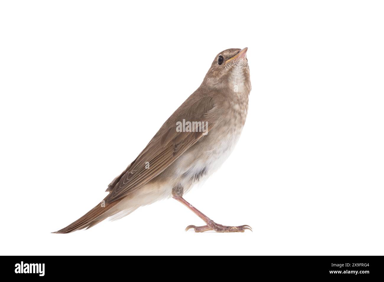 nightingale (Luscinia luscinia) isolated on a white background in ...