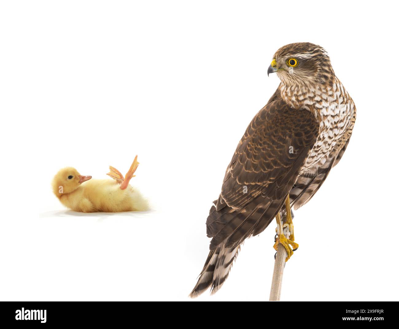 chicken duck and falcon on a white background Stock Photo - Alamy