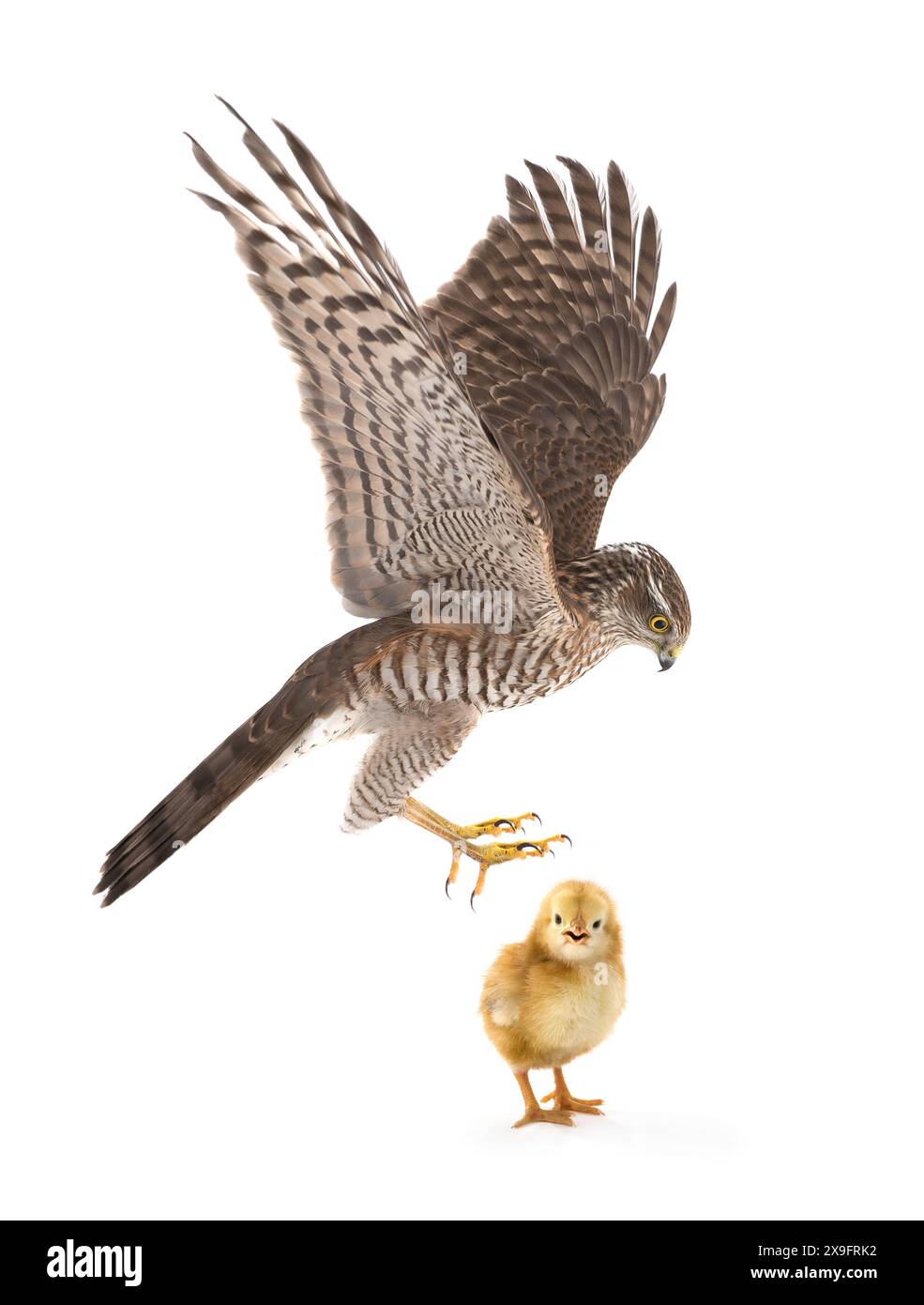 falcon hunts chicken a on a white background Stock Photo - Alamy