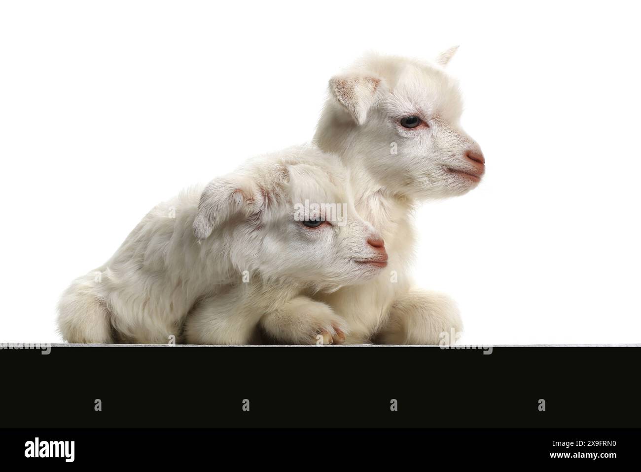 goats kid isolated on white Stock Photo - Alamy