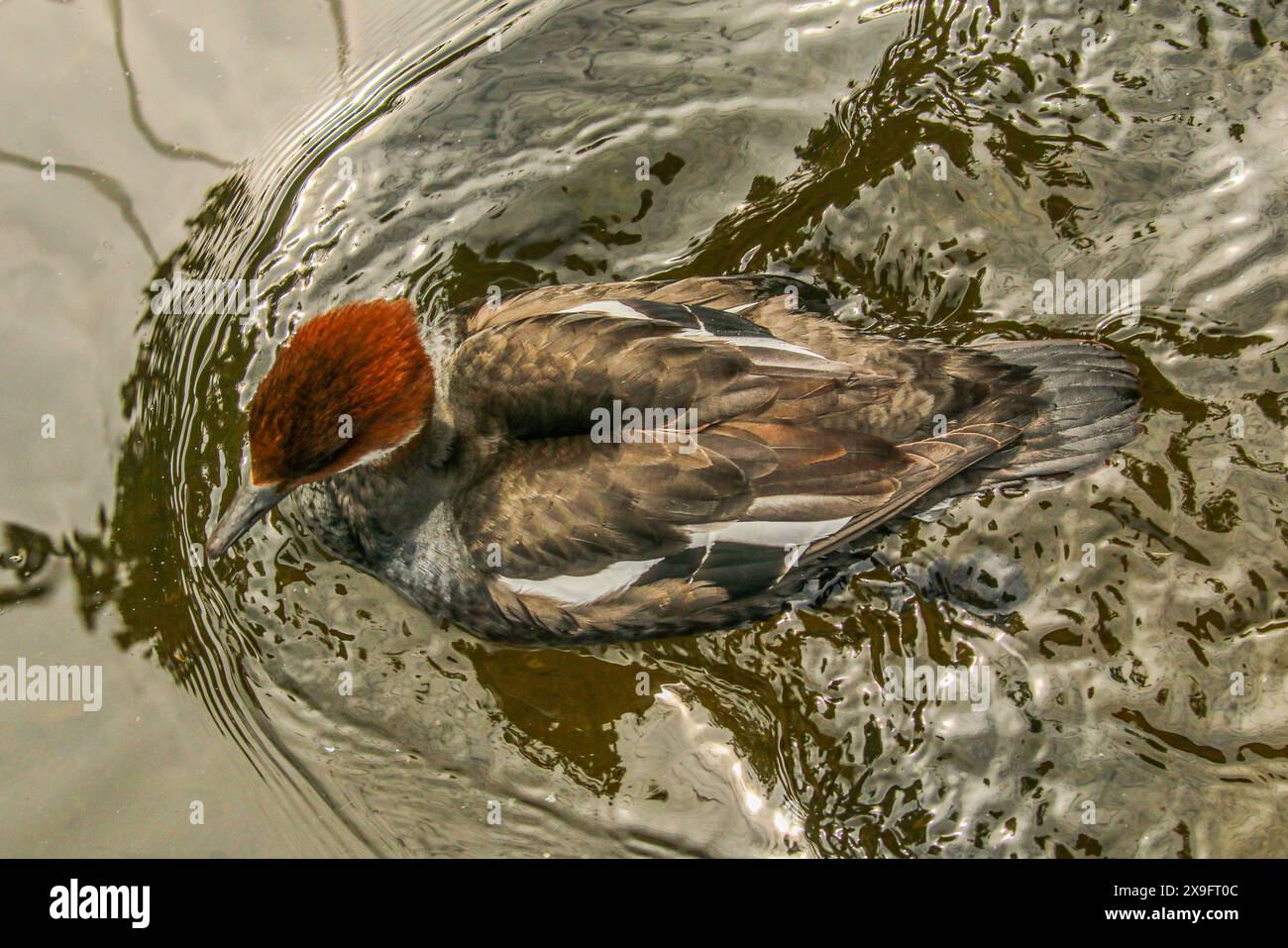 Smew duck female hi-res stock photography and images - Alamy