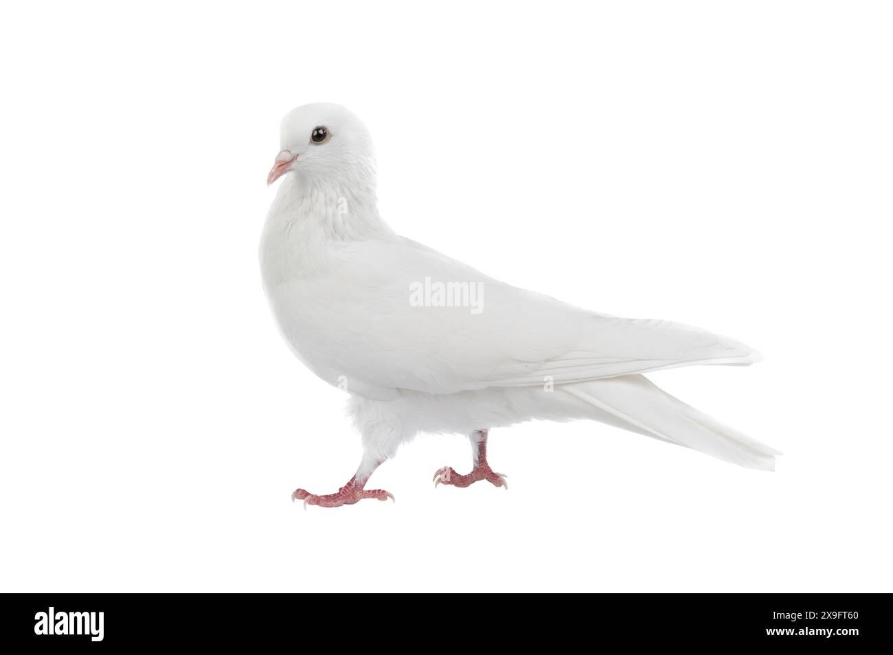 walking white dove isolated on white background Stock Photo - Alamy