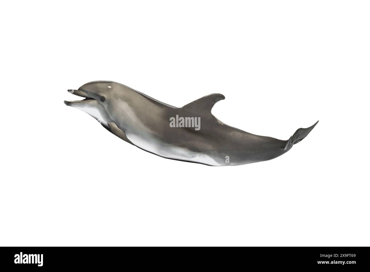 smiling dolphin isolated on white background Stock Photo - Alamy