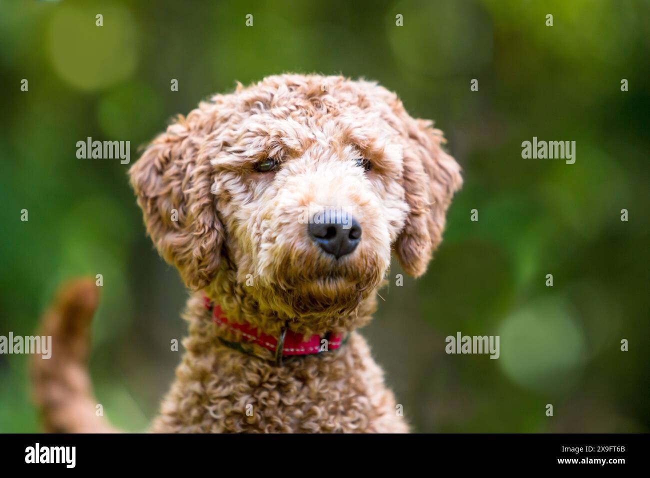 A Golden Retriever x Poodle mixed breed dog, also known as a ...