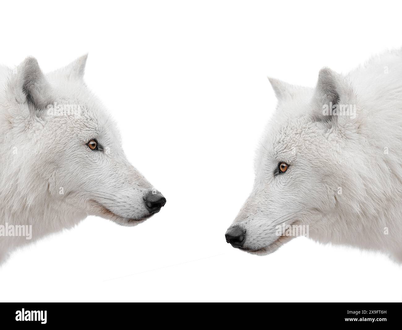 two profile portrait of an arctic wolf isolated on white background ...