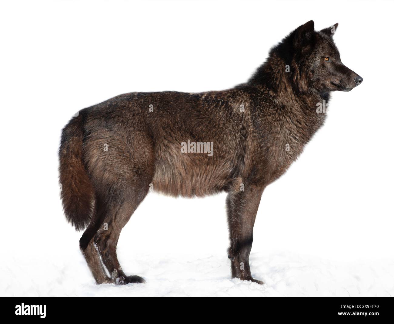 canadian wolf standing in the snow isolated on white background Stock ...