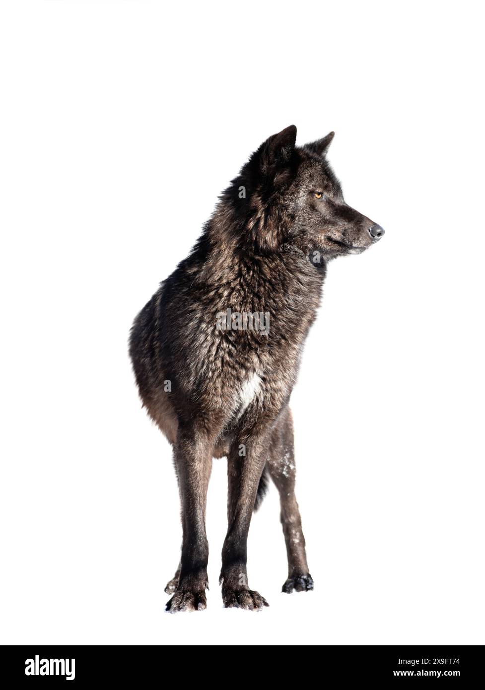 Wolf year Cut Out Stock Images & Pictures - Alamy