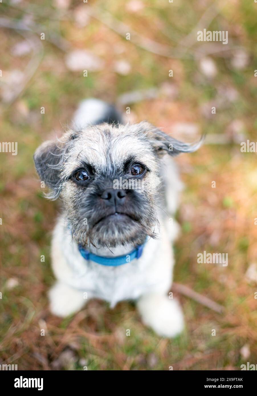 Scruffy terrier hi-res stock photography and images - Alamy