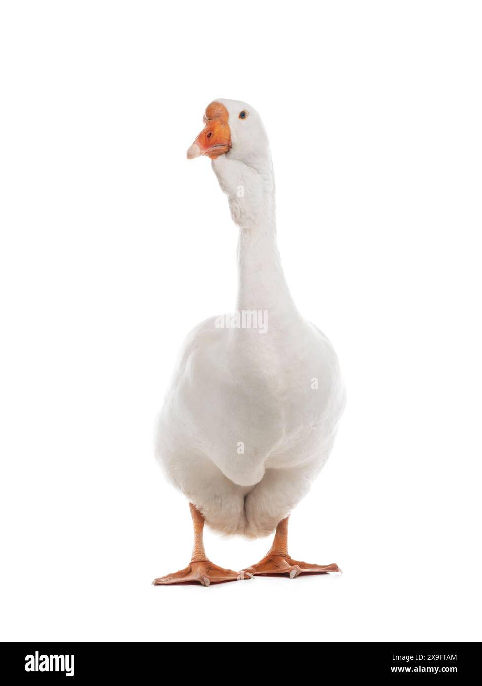 Female geese hi-res stock photography and images - Alamy