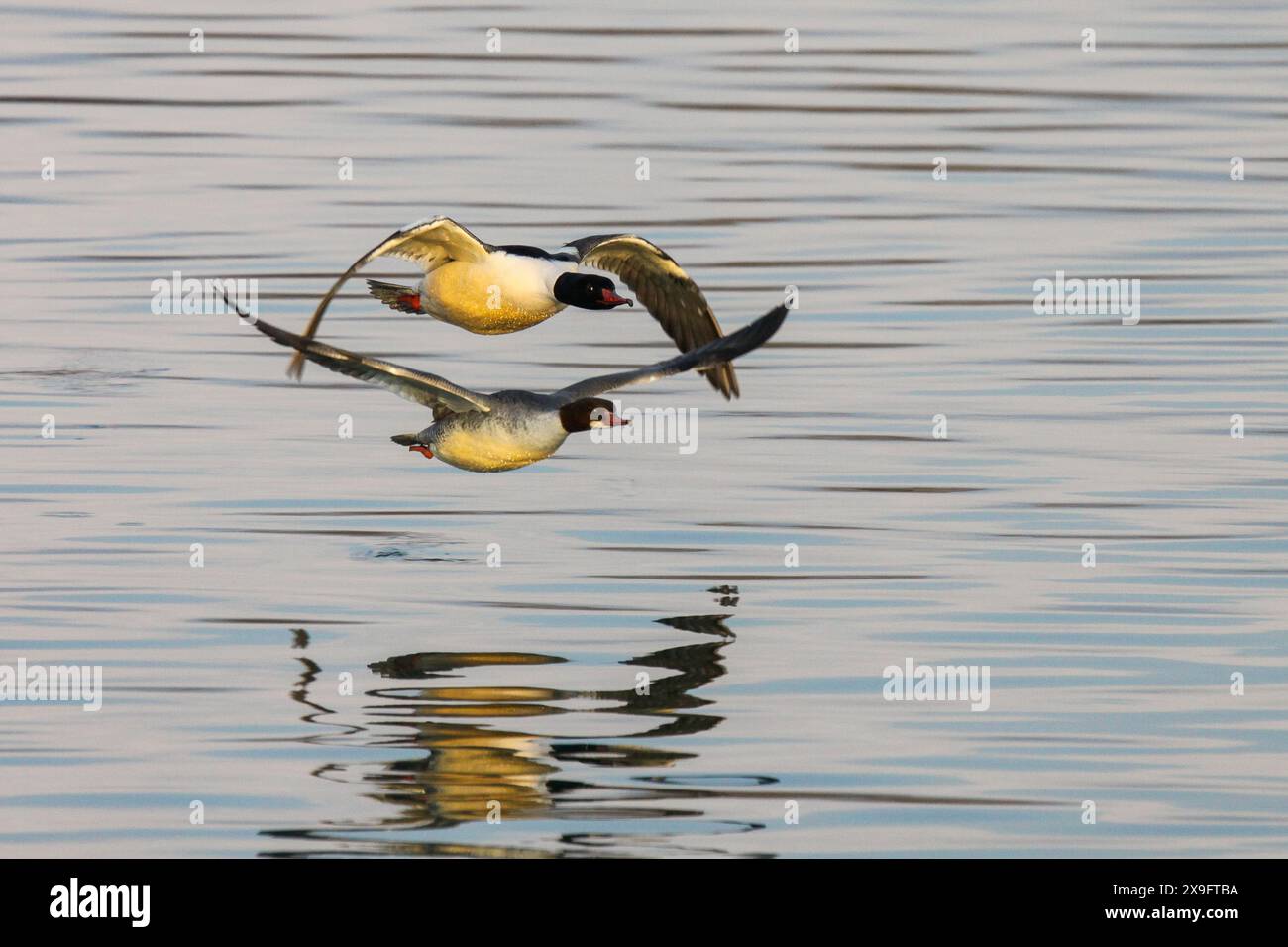 Pair of common merganser in flight over the lake Stock Photo - Alamy