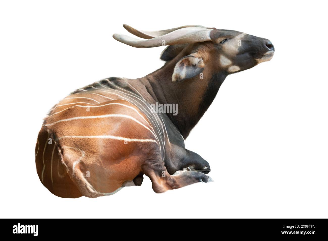bongo isolated on white background Stock Photo - Alamy