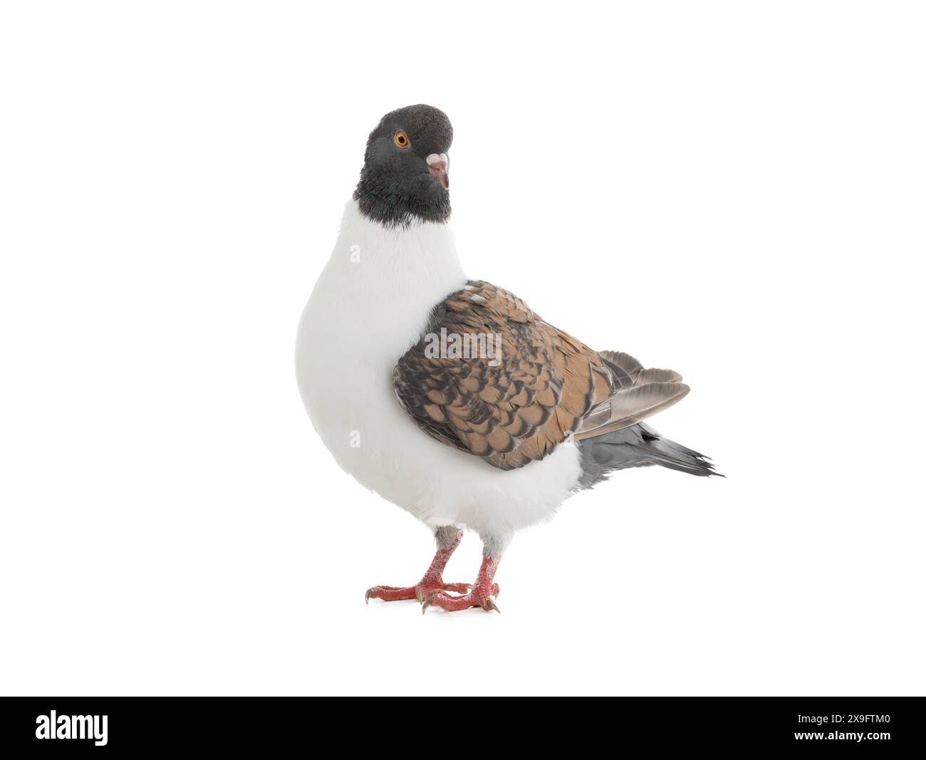German pigeon modena isolated on white background Stock Photo - Alamy