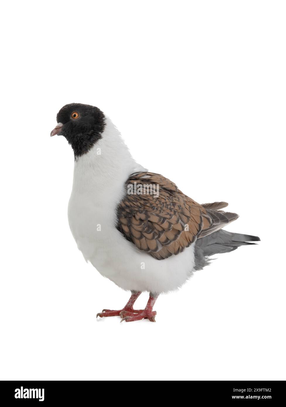 German pigeon modena isolated on white background Stock Photo - Alamy