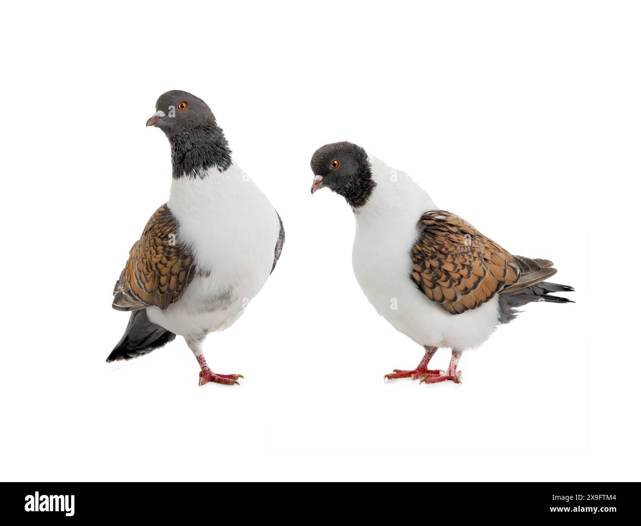 German pigeons modena standing on one leg isolated on white background ...