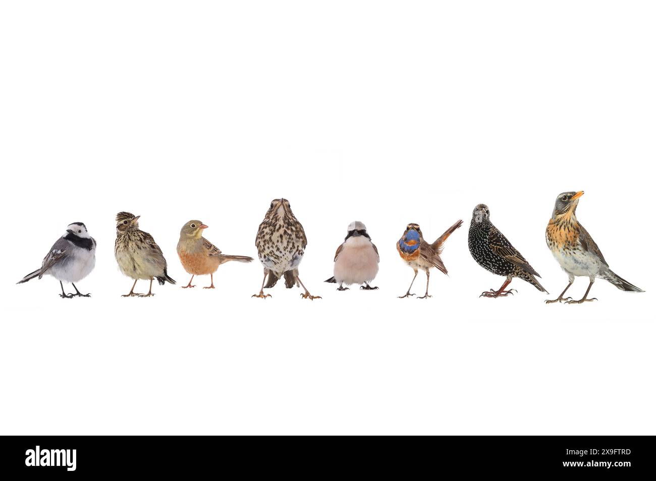 collage of singing birds isolated on white background Stock Photo - Alamy