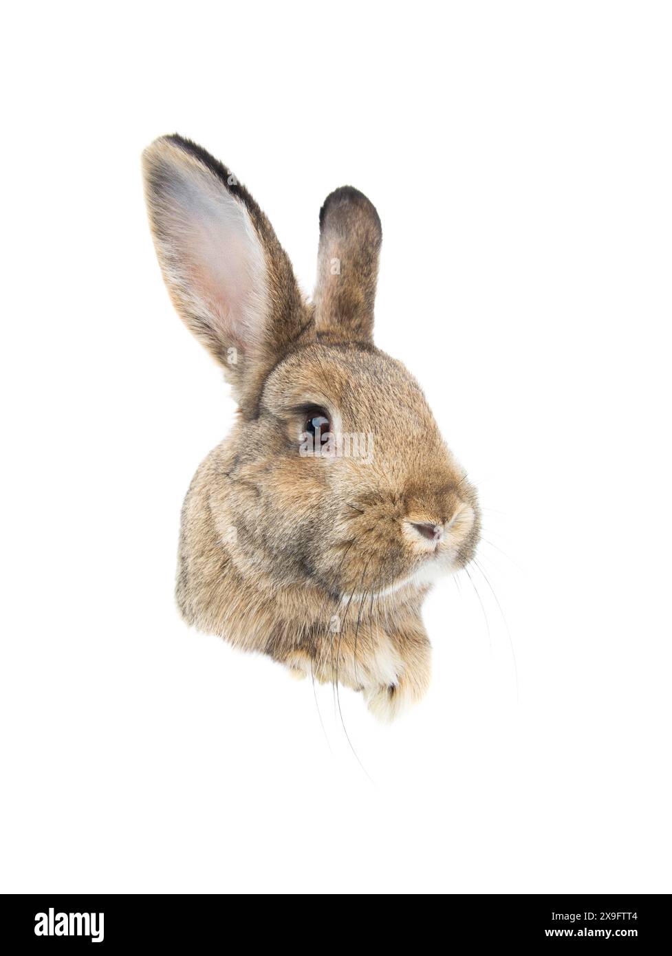 bunny portrait isolated on white background Stock Photo - Alamy