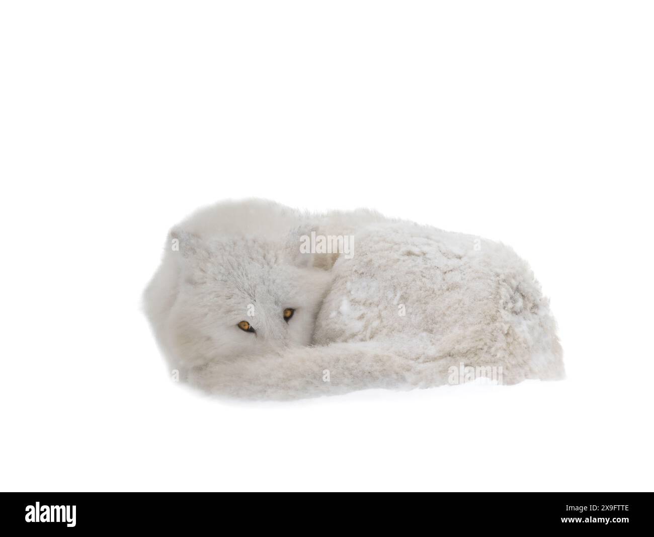suffering arctic wolf lies isolated on white background Stock Photo - Alamy