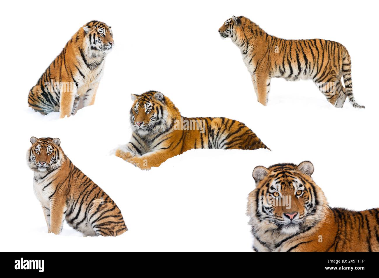 Tigers collage hi-res stock photography and images - Alamy
