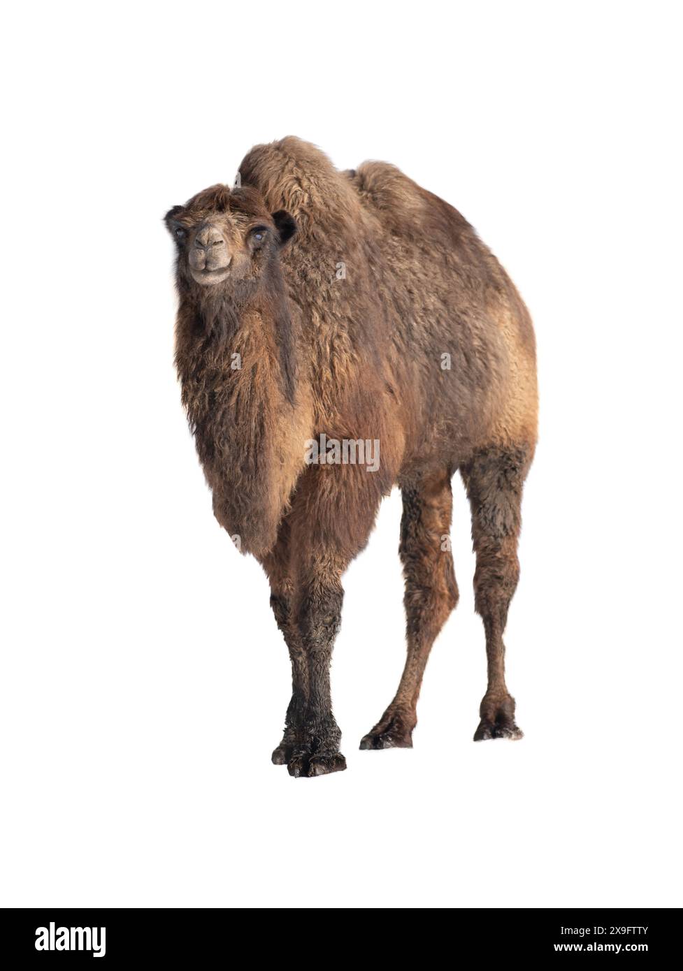 camel isolated on white background Stock Photo - Alamy