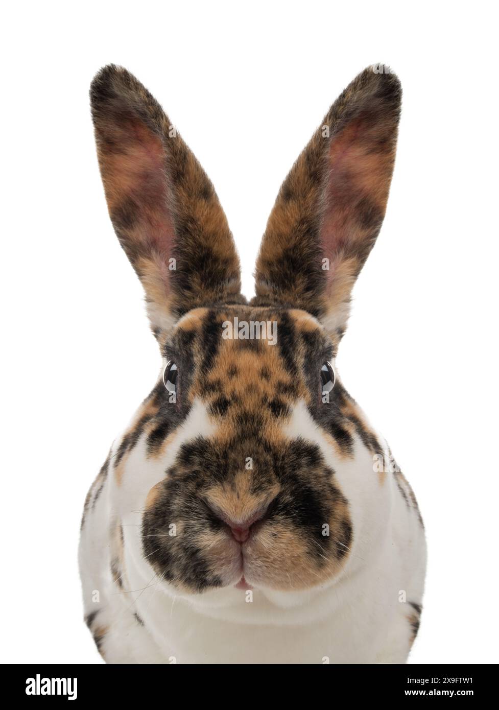 portrait spotted rabbit isolated on a white background Stock Photo - Alamy