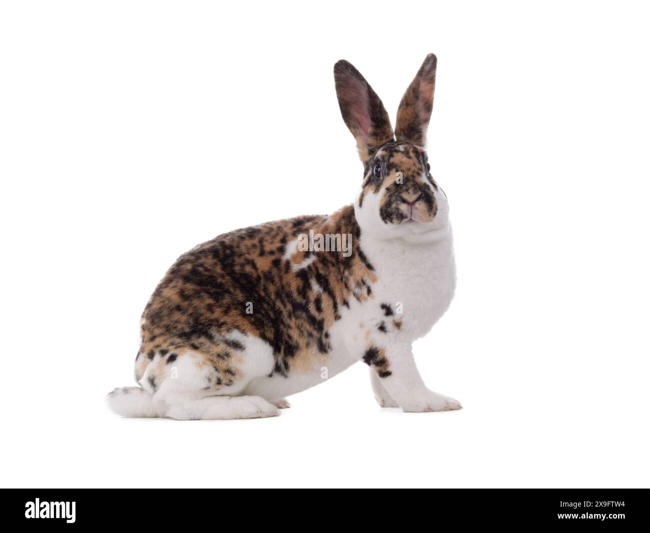 spotted rabbit sitting isolated on a white background Stock Photo - Alamy