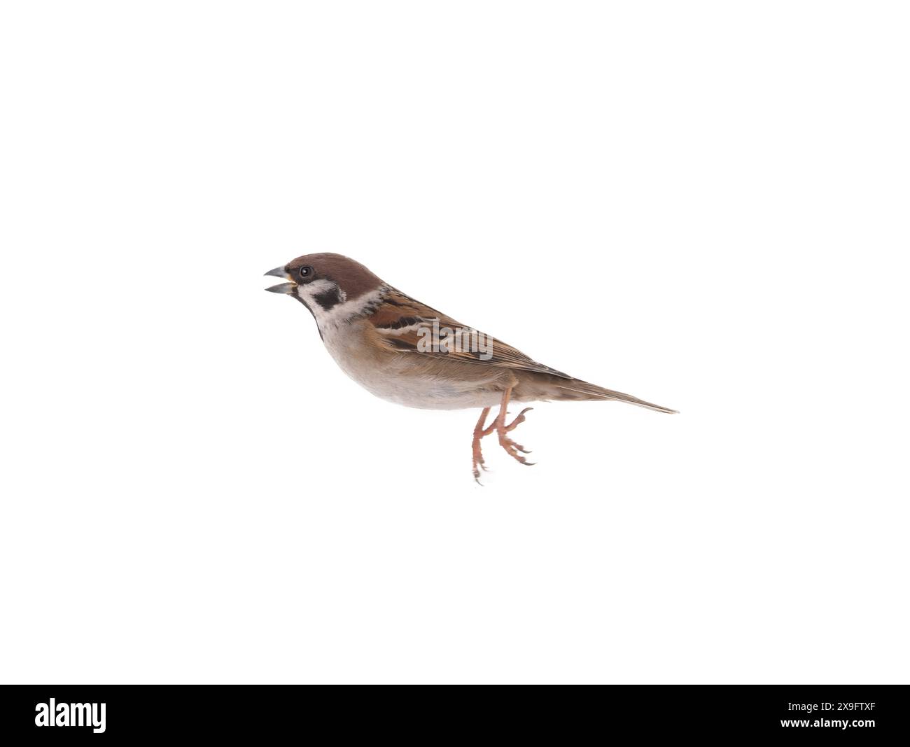 Jumping sparrow isolated on white background Stock Photo - Alamy