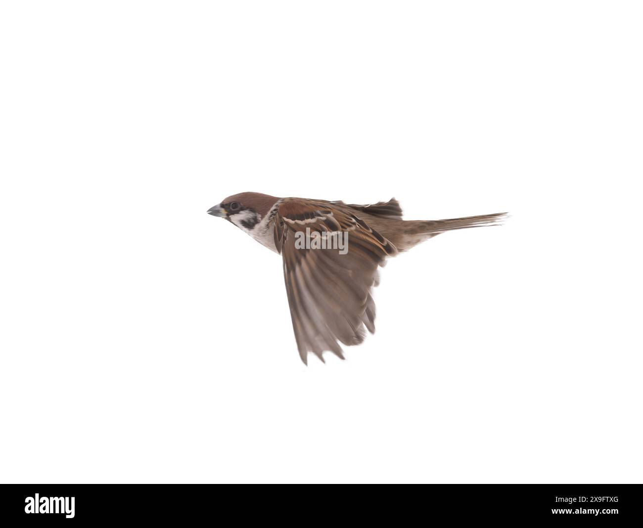 flying sparrow isolated on white background Stock Photo - Alamy