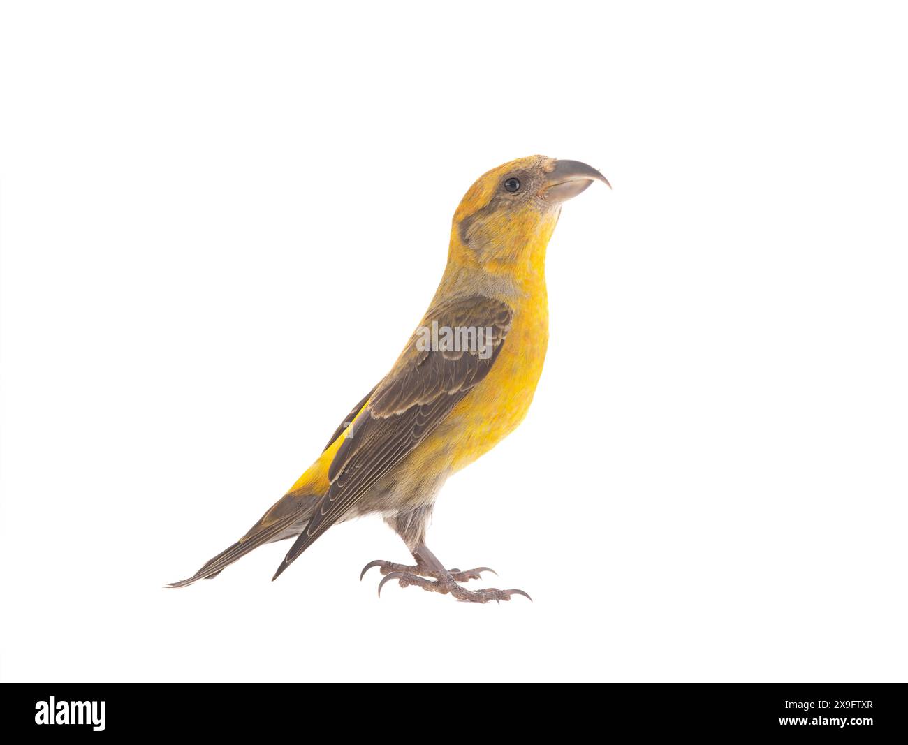 female yellow crossbill isolated on white background, studio shot Stock ...