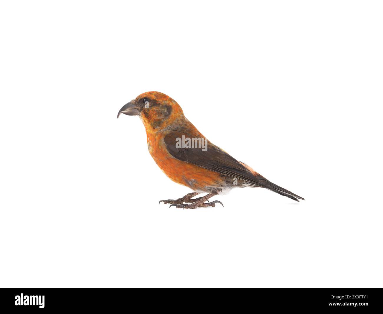 male red crossbill isolated on white background, studio shot Stock ...