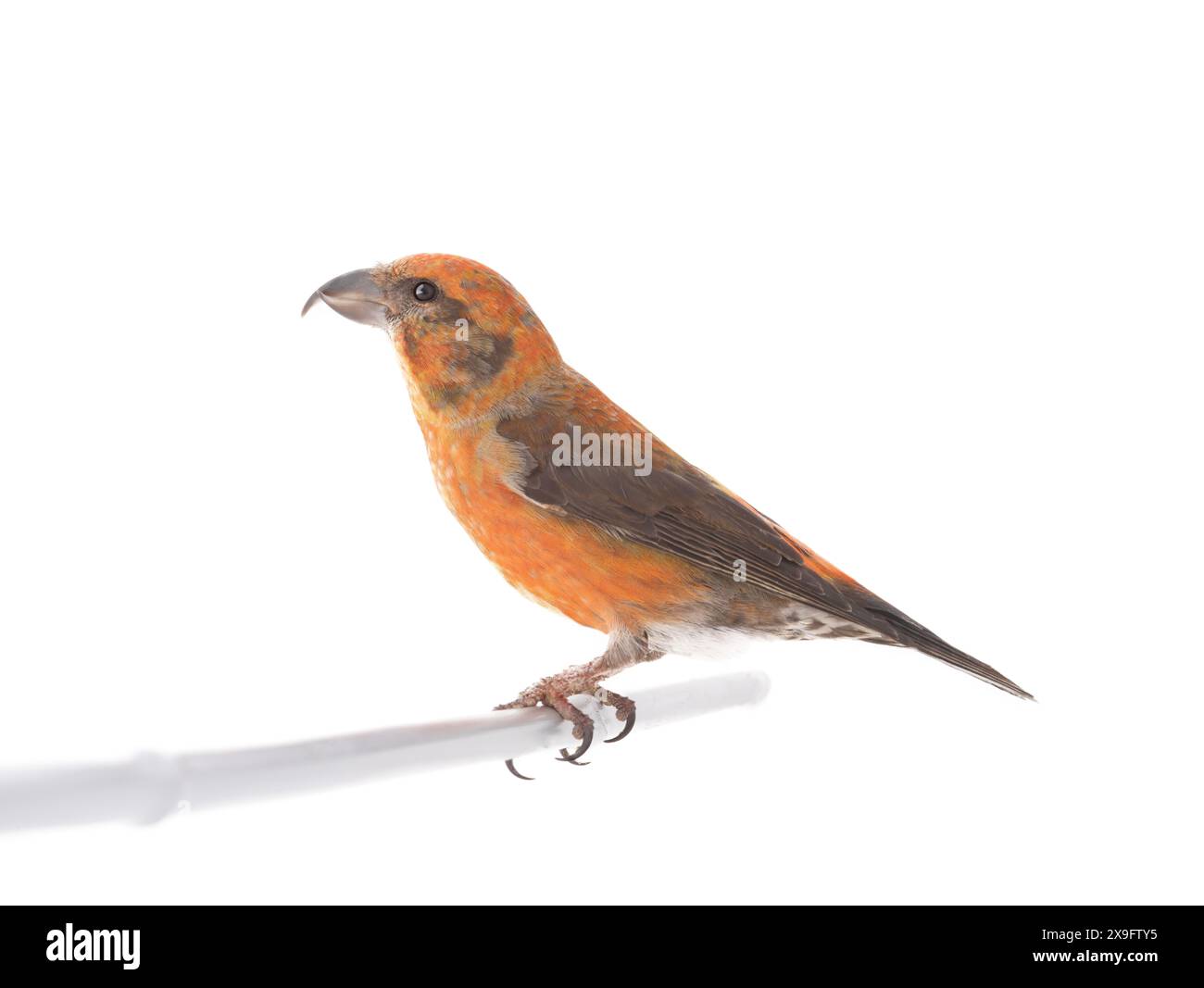 male red crossbill isolated on white background, studio shot Stock ...