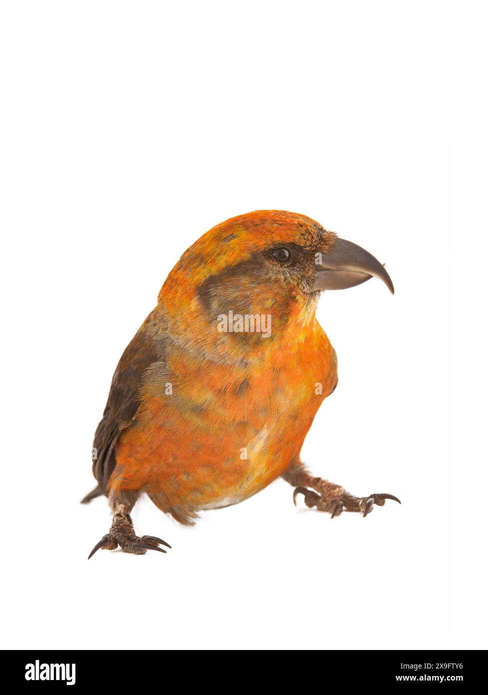 male red crossbill isolated on white background, studio shot Stock ...